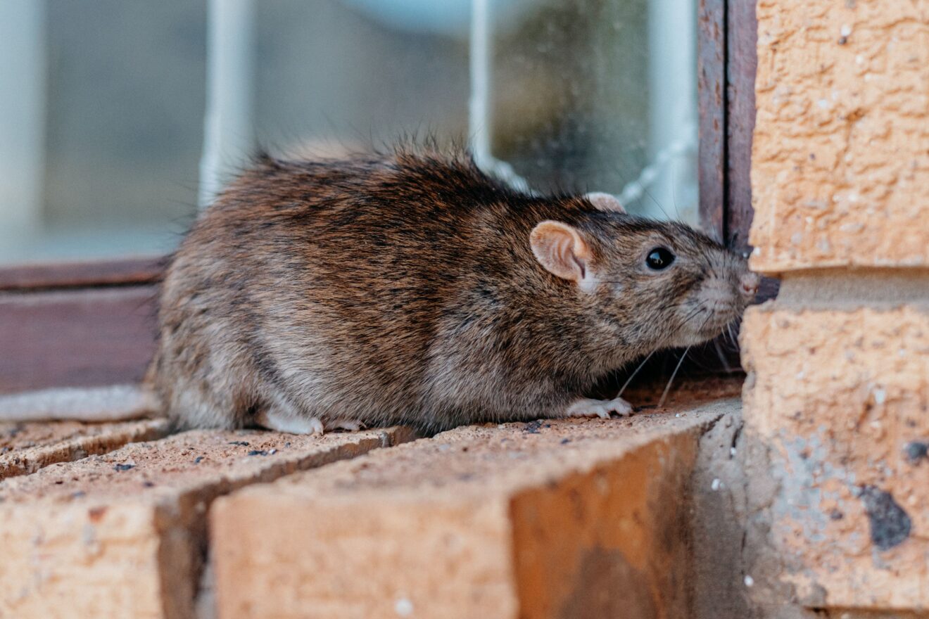 Ratten Im Haus